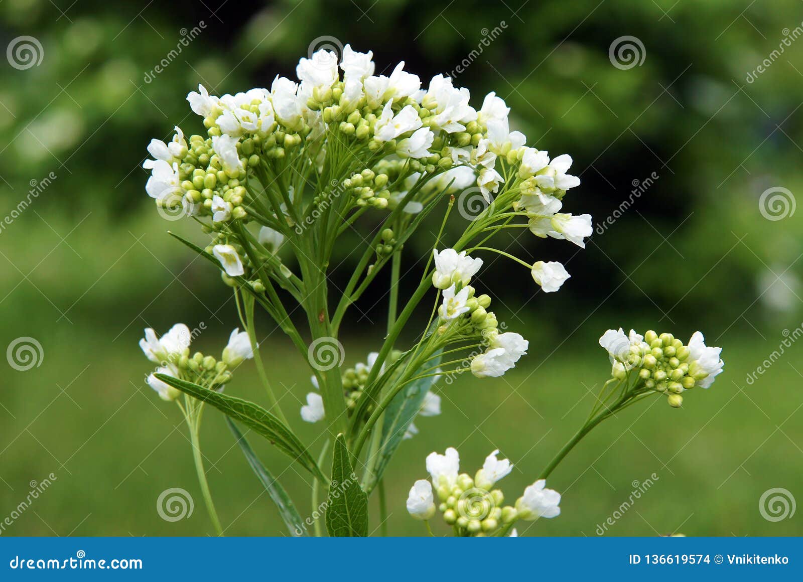 Flowers of the horseradish stock photo. Image of armoracia - 136619574