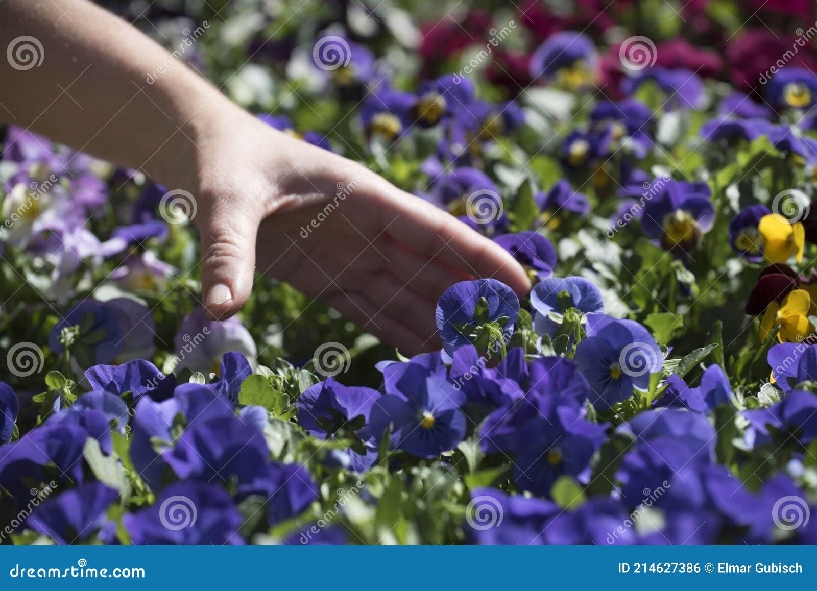 Flowers in Horticulture in the Spring Time Stock Photo - Image of ...