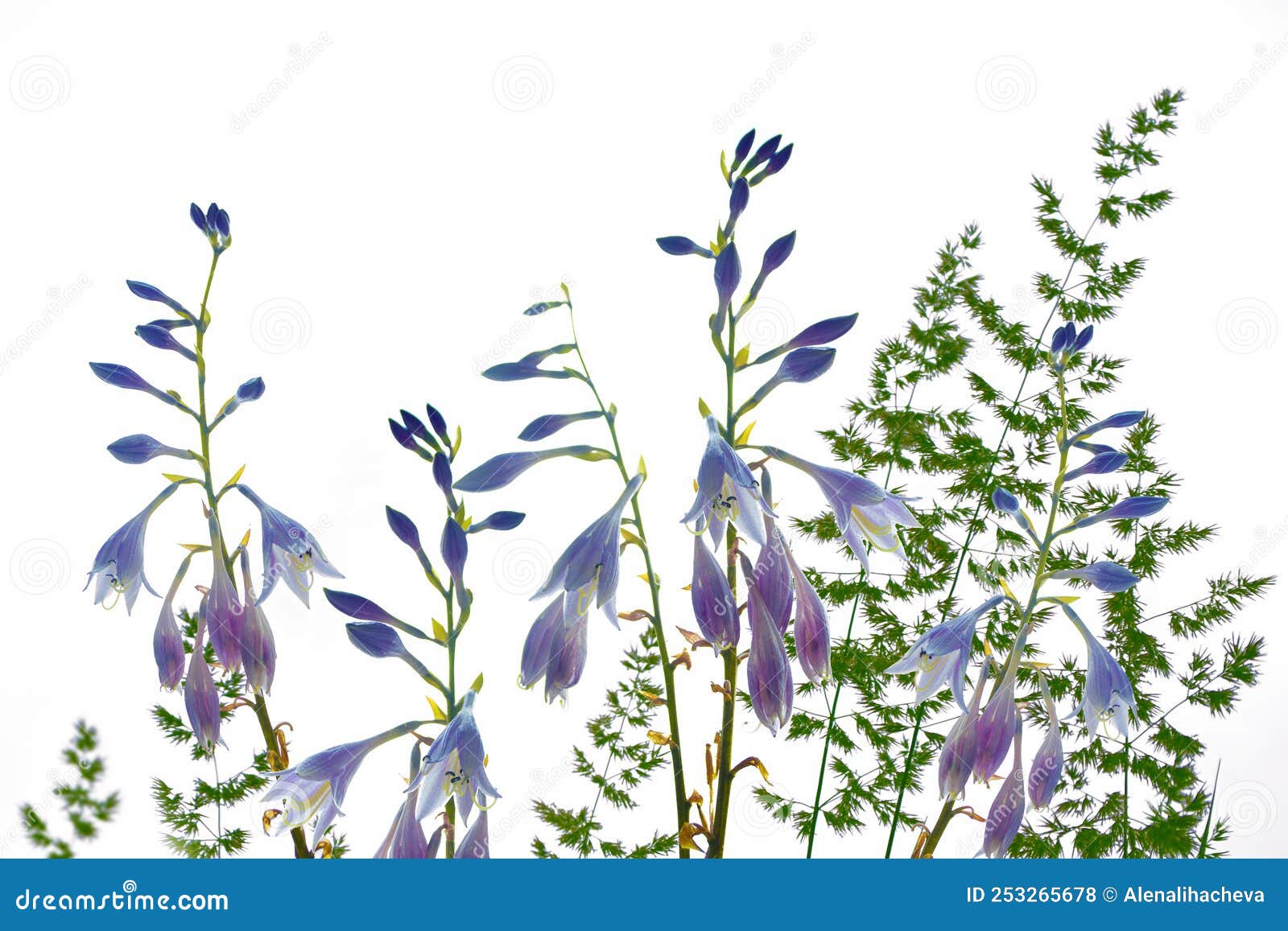 Flowers Hosta Isolated on White Background Stock Photo - Image of color ...