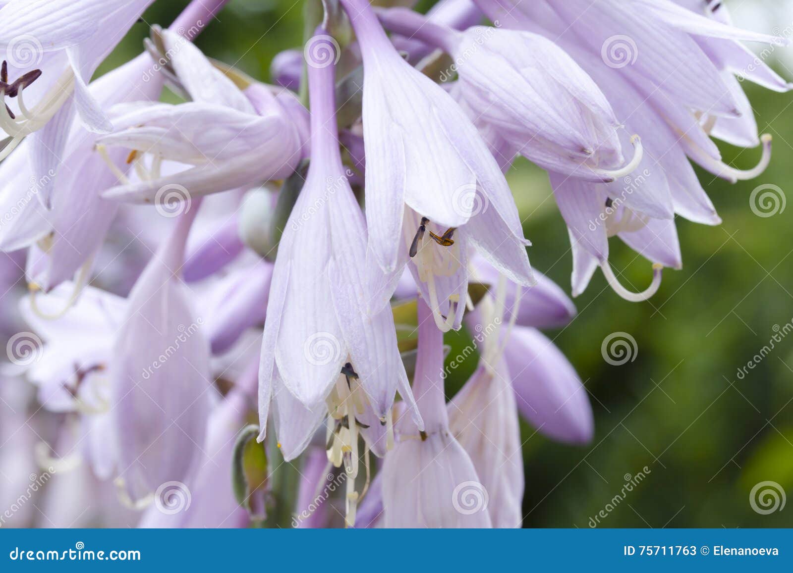 Flowers Hosts in Garden, Close-up Stock Image - Image of blossom, host ...