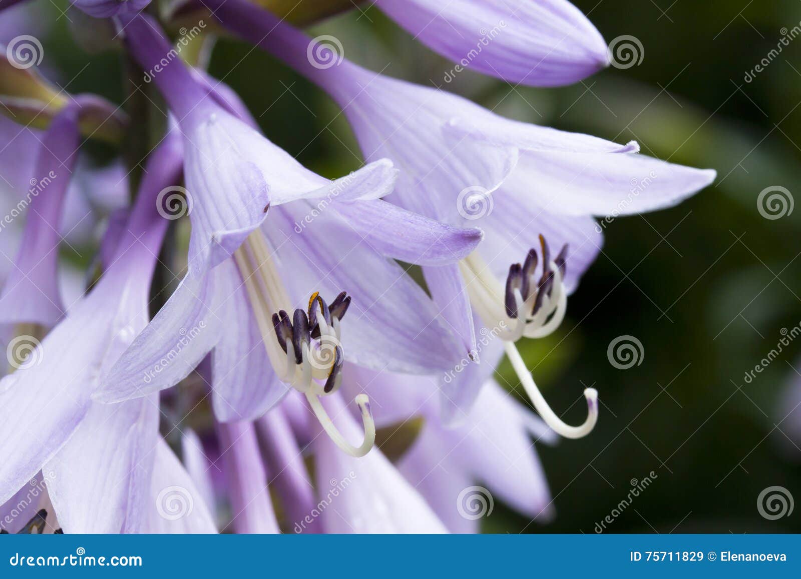 Flowers Hosts in Garden, Close-up Stock Image - Image of flower ...