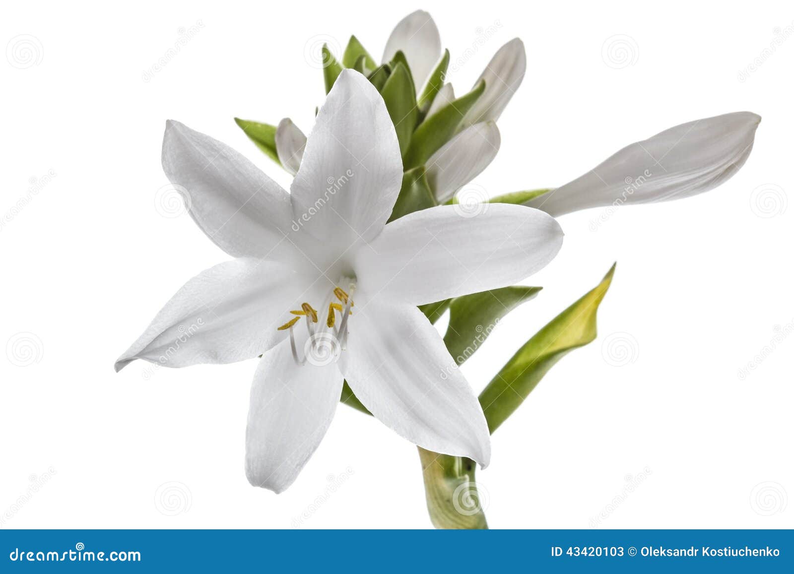 Bud Hosts Photos - Free & Royalty-Free Stock Photos from Dreamstime