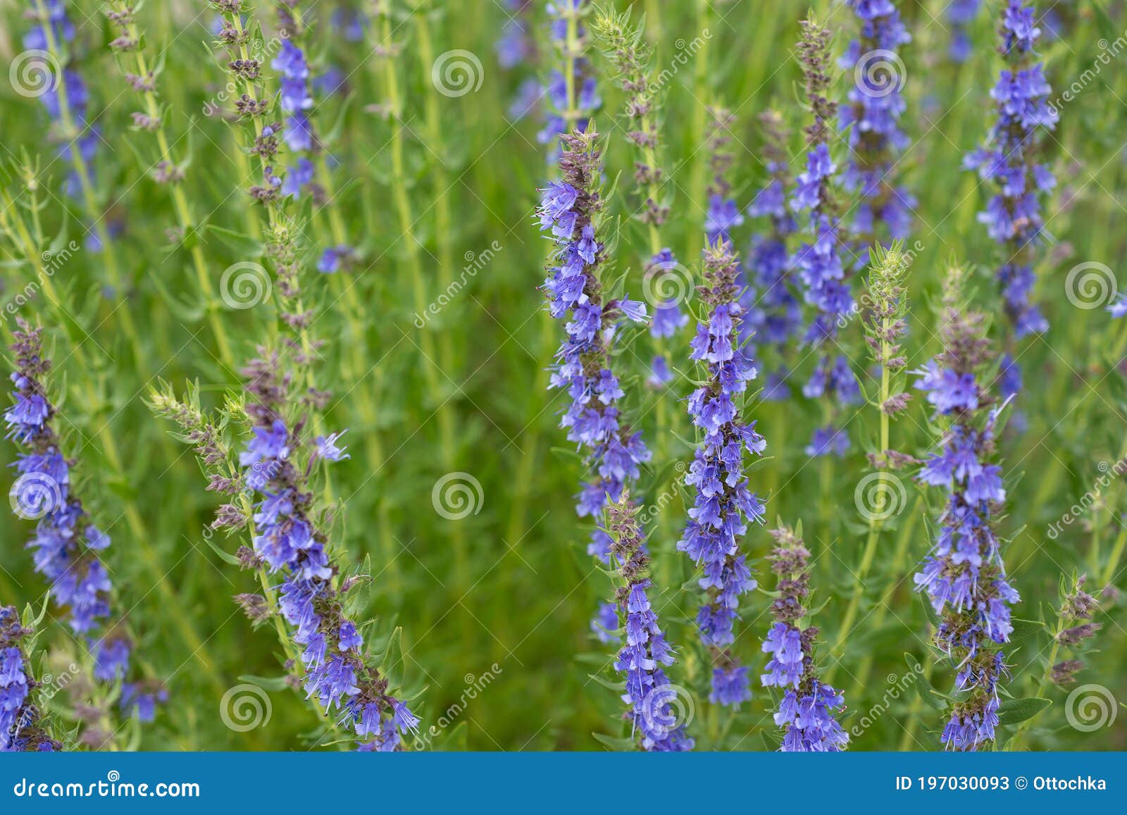 Hyssopus Officinalis, Hyssop Flowering Plant Royalty-Free Stock ...