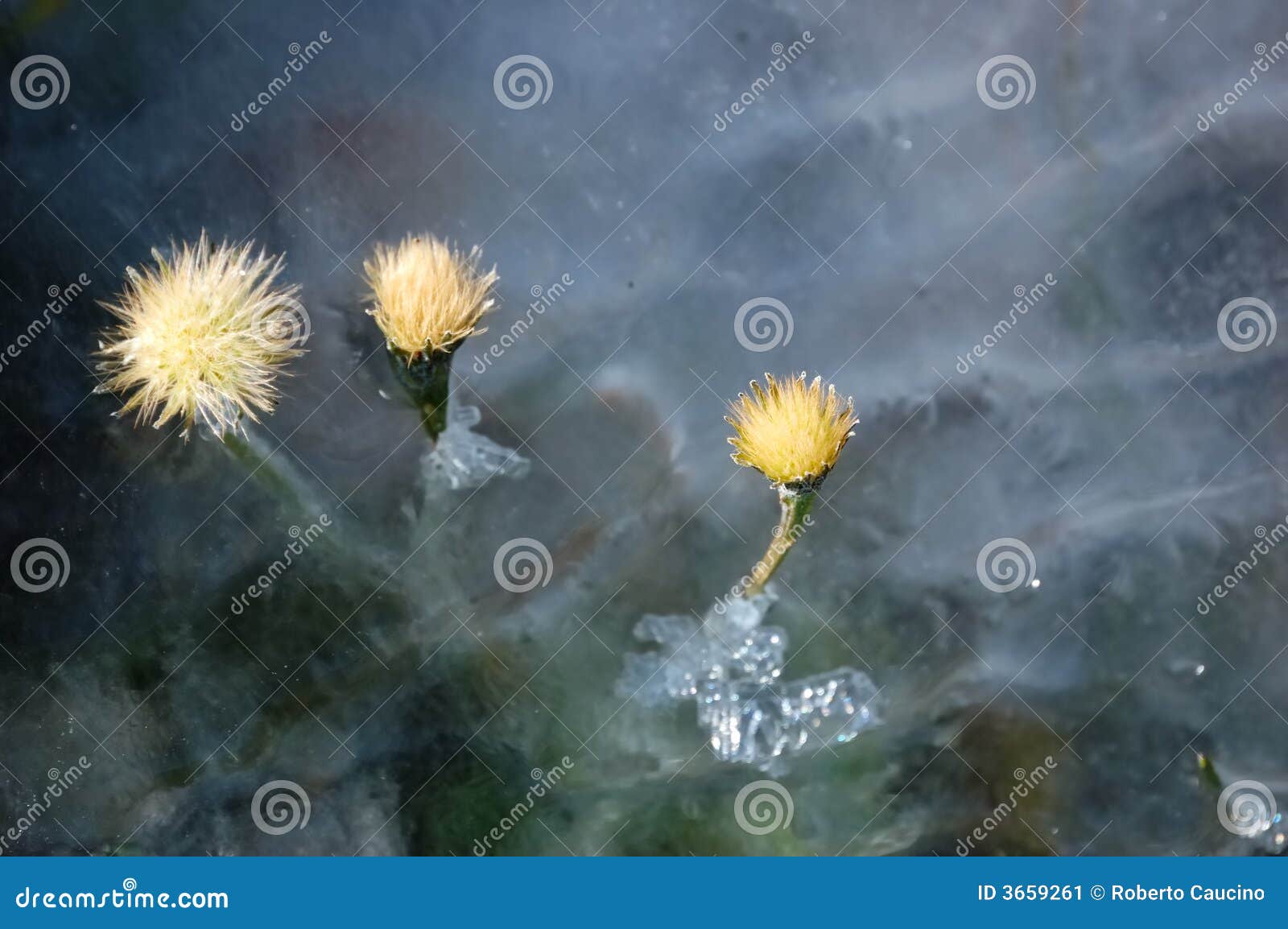 Flowers and ice detail stock image. Image of spring, abstract - 3659261