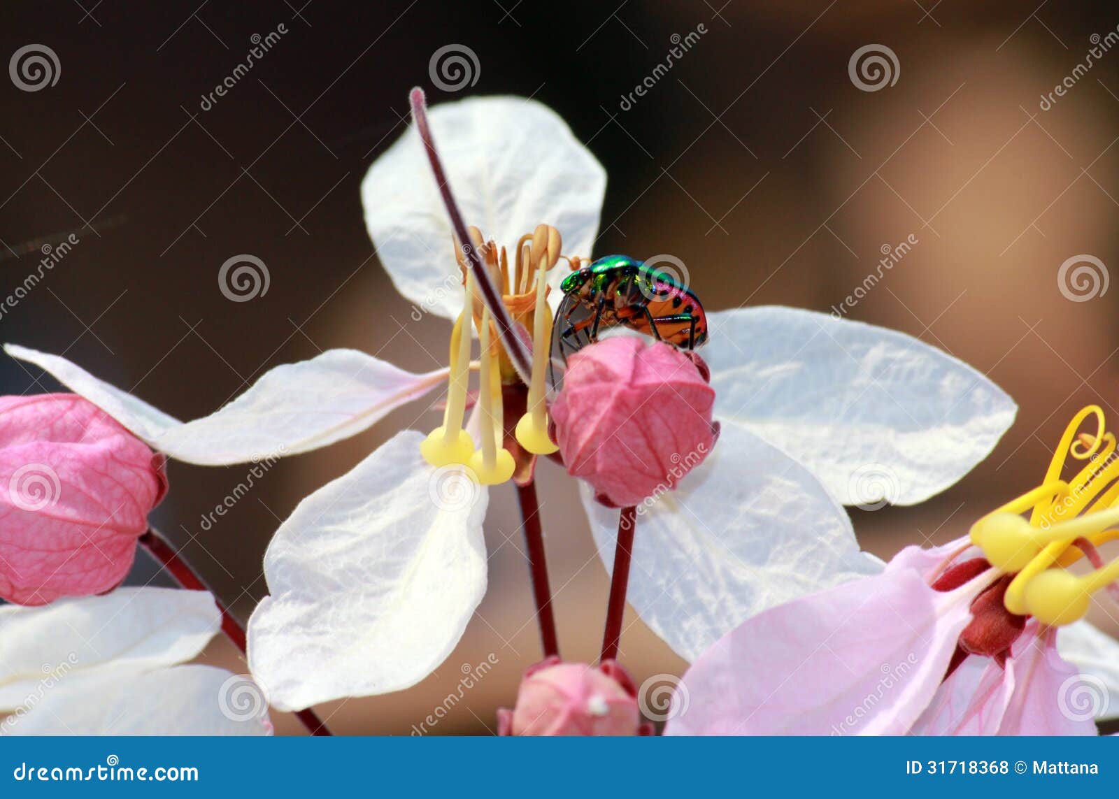 Flowers&Insect stock photo. Image of cute, light - 31718368