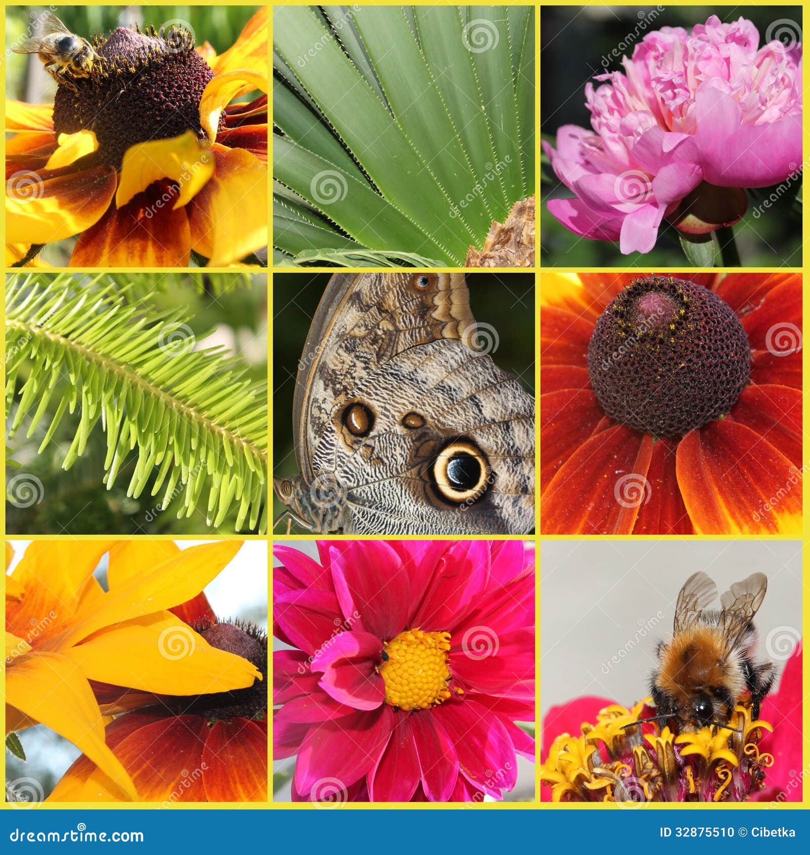Flowers and insect collage stock photo. Image of summertime - 32875510