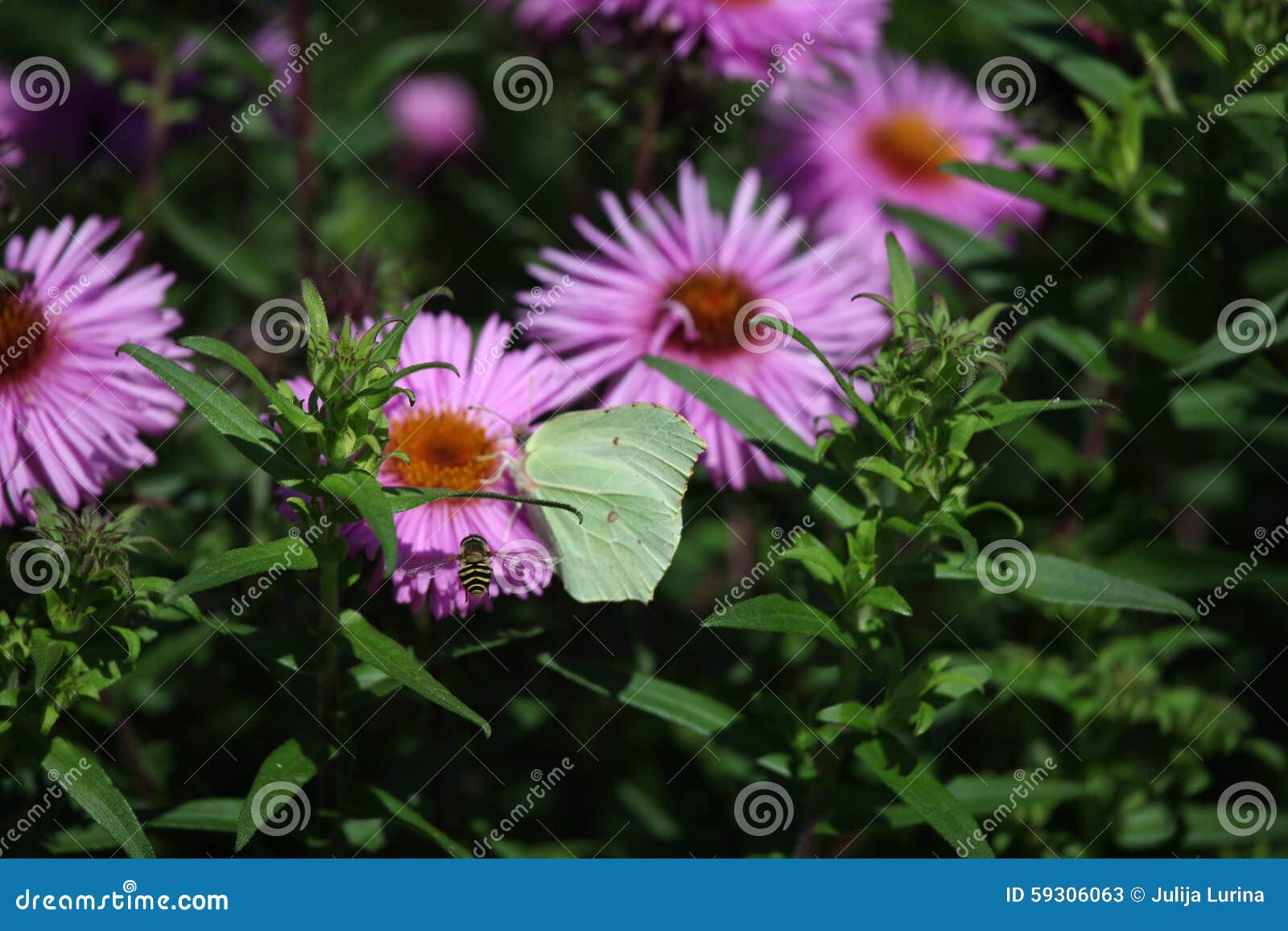 Flowers and insects stock image. Image of plants, summer - 59306063
