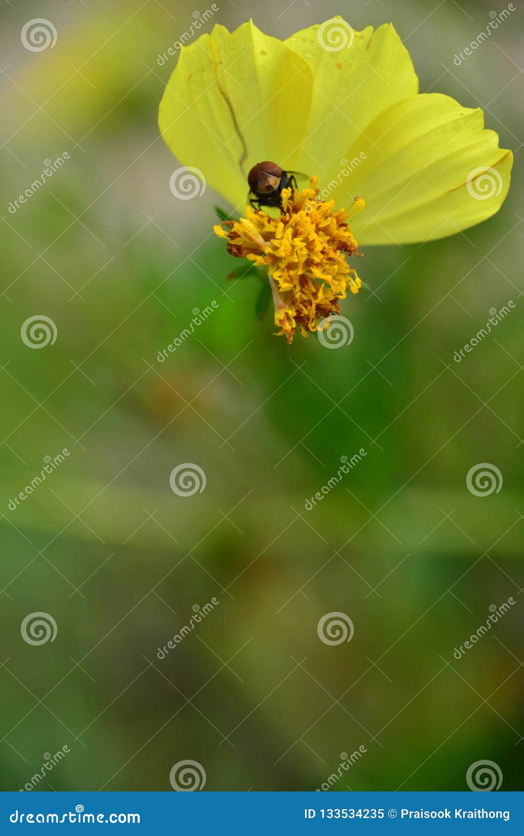 Flowers with insects stock image. Image of naturegreen - 133534235