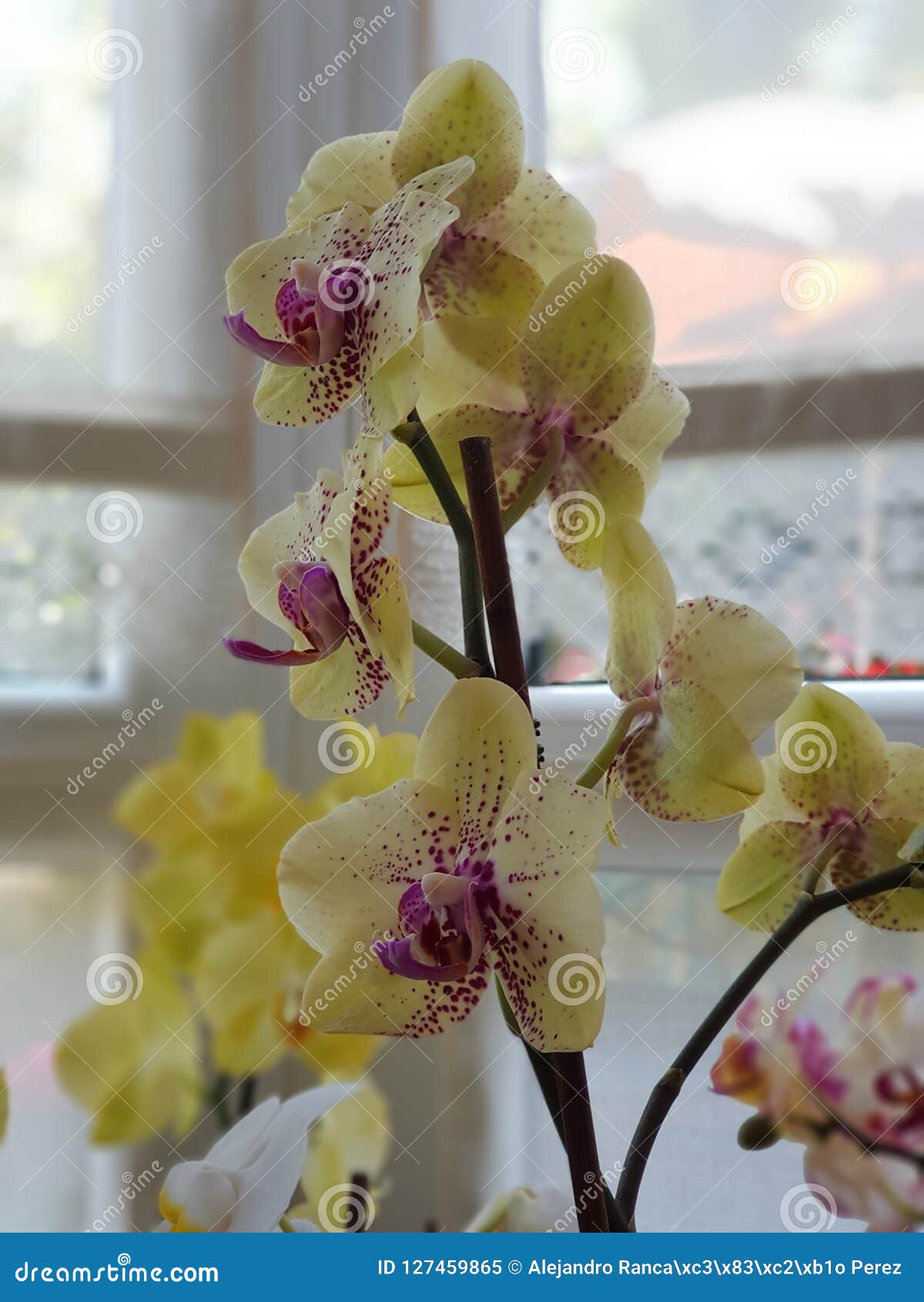 Flowers inside stock image. Image of home, plants, orchid - 127459865