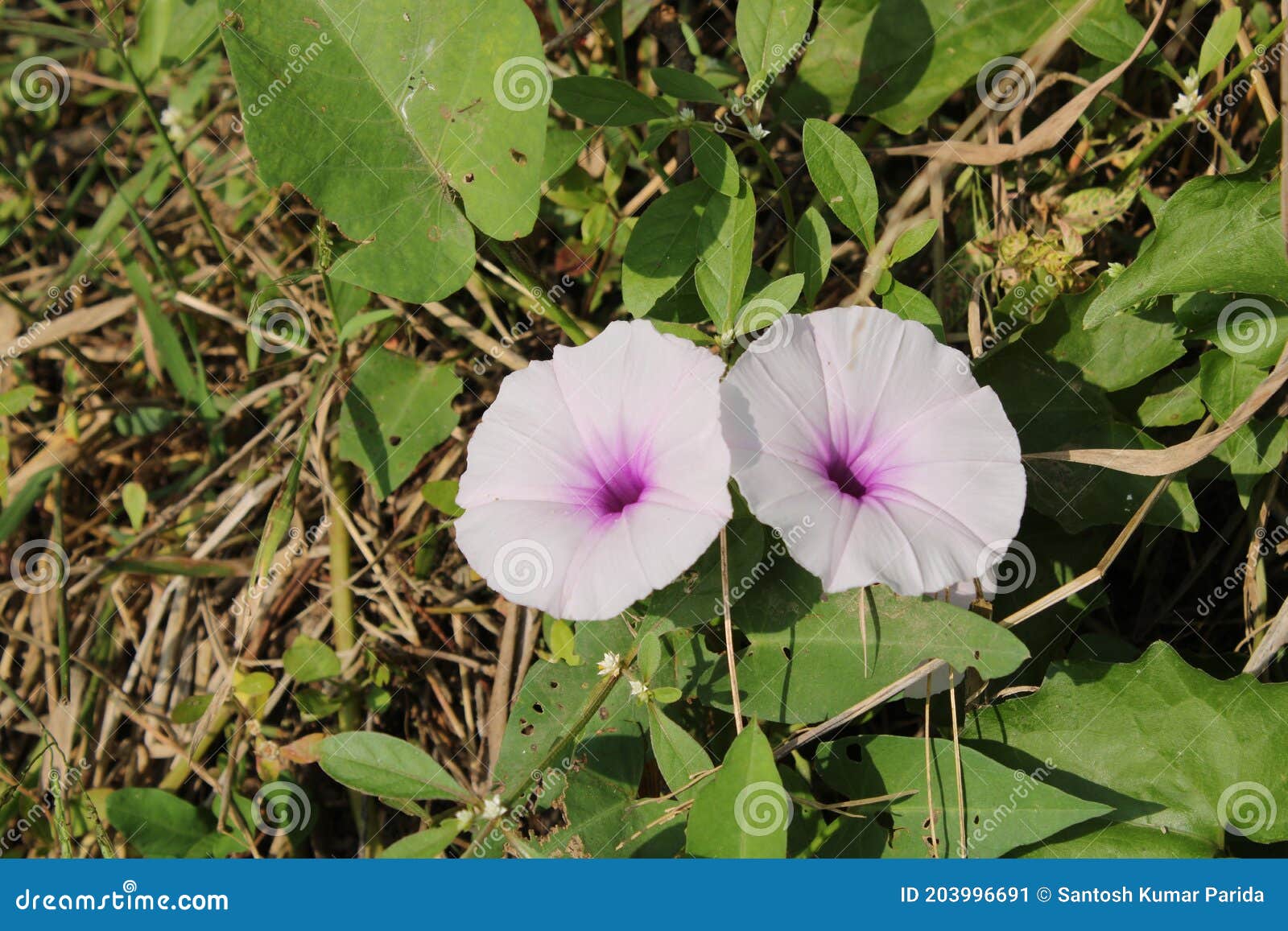 Flowers of Ipomoea Aquatica Flower with Tree on the Ground. Stock Image ...