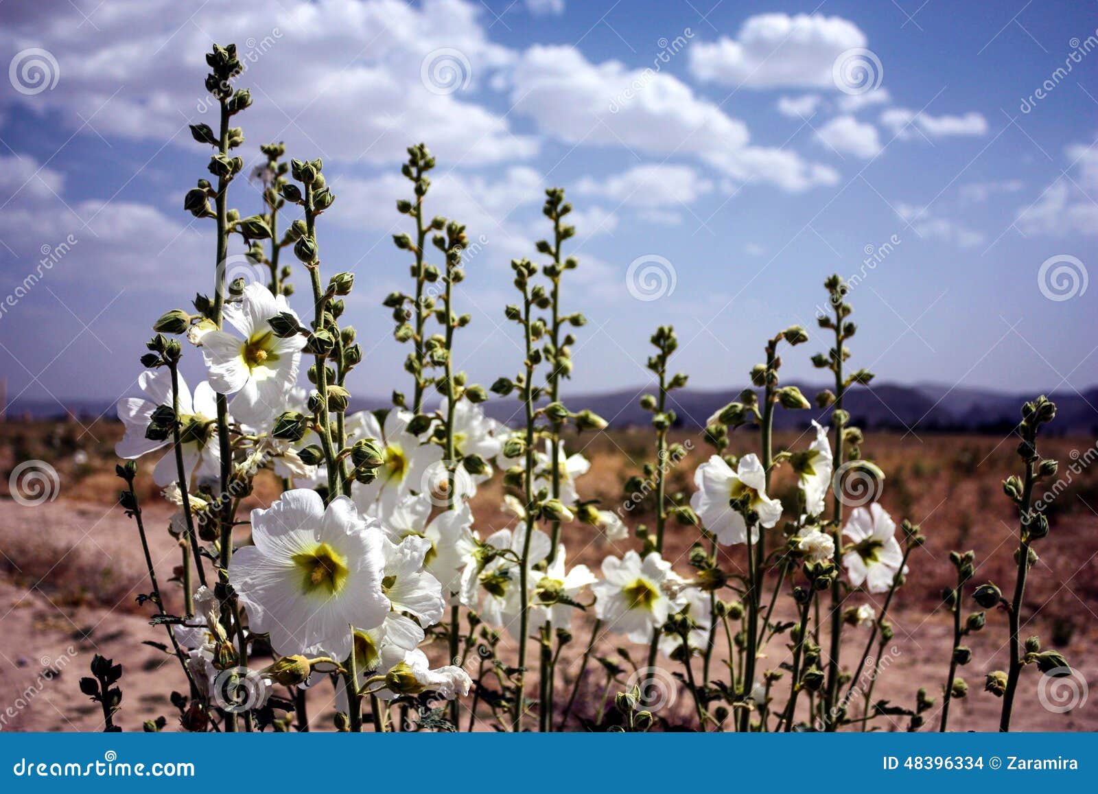 Flowers in Iran stock photo. Image of orient, shiraz - 48396334