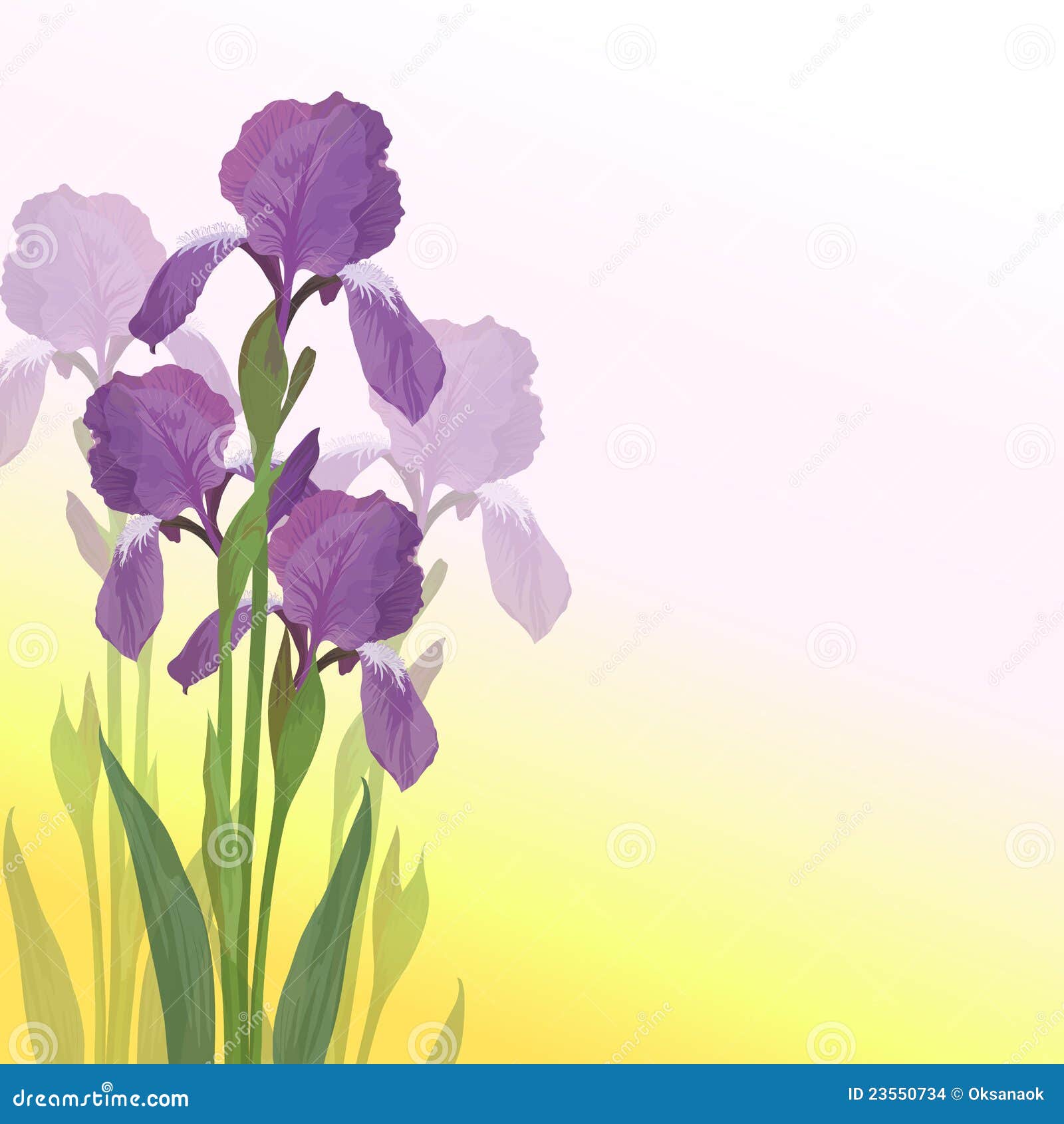 Iris Yellow Stock Illustrations – 4,010 Iris Yellow Stock Illustrations ...