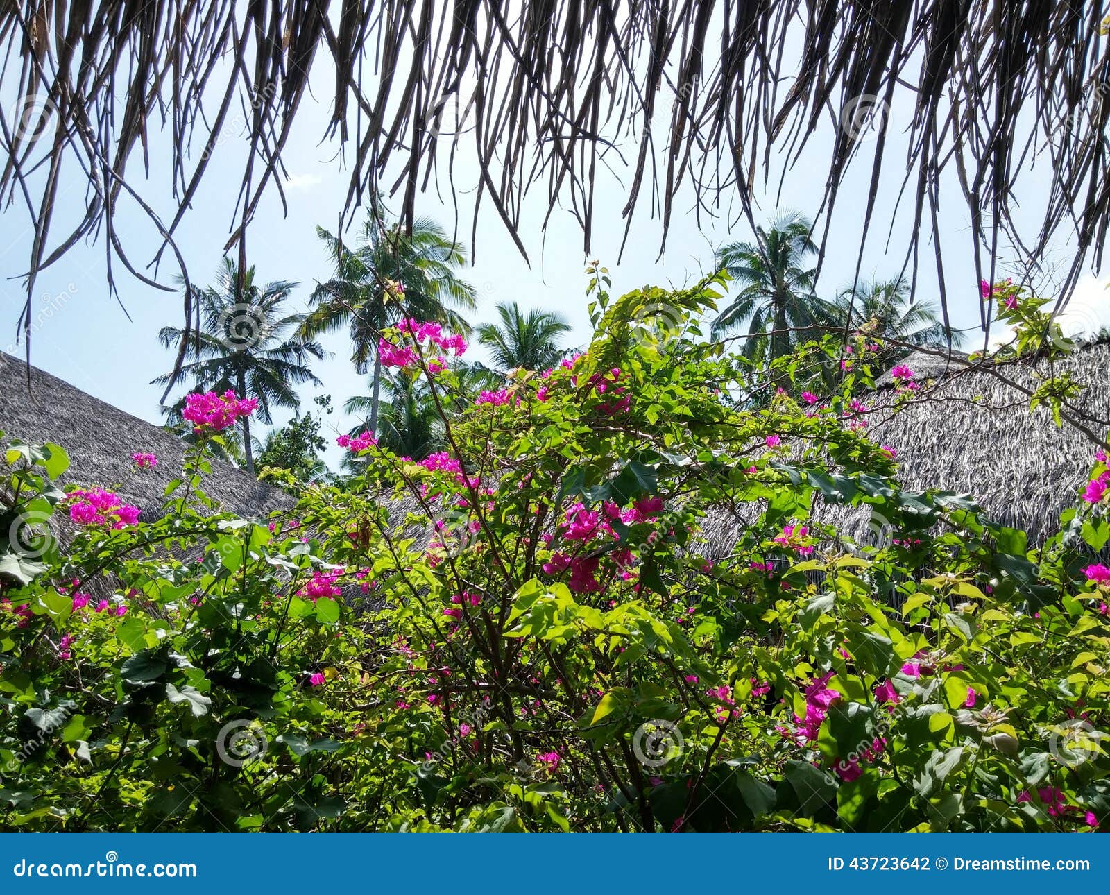 Flowers stock photo. Image of palms, house, island, flowers - 43723642