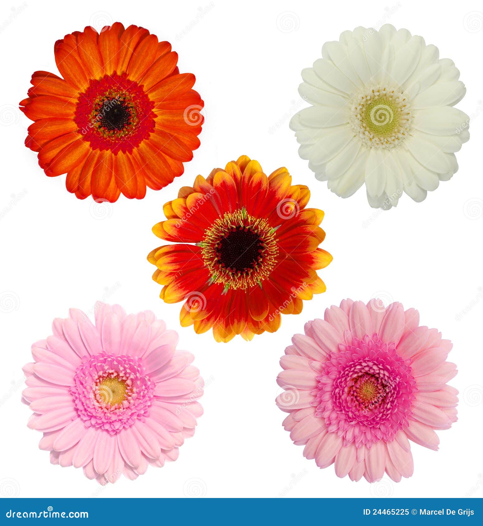 Flowers isolated stock image. Image of beautiful, floral - 24465225