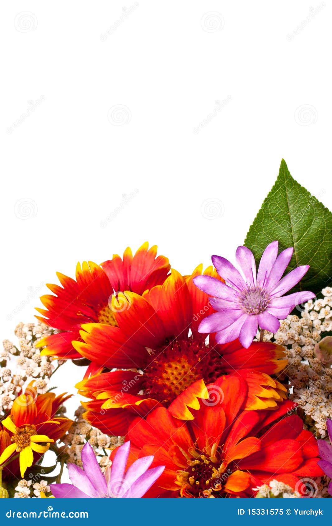 Flowers isolated on white stock image. Image of beauty - 15331575