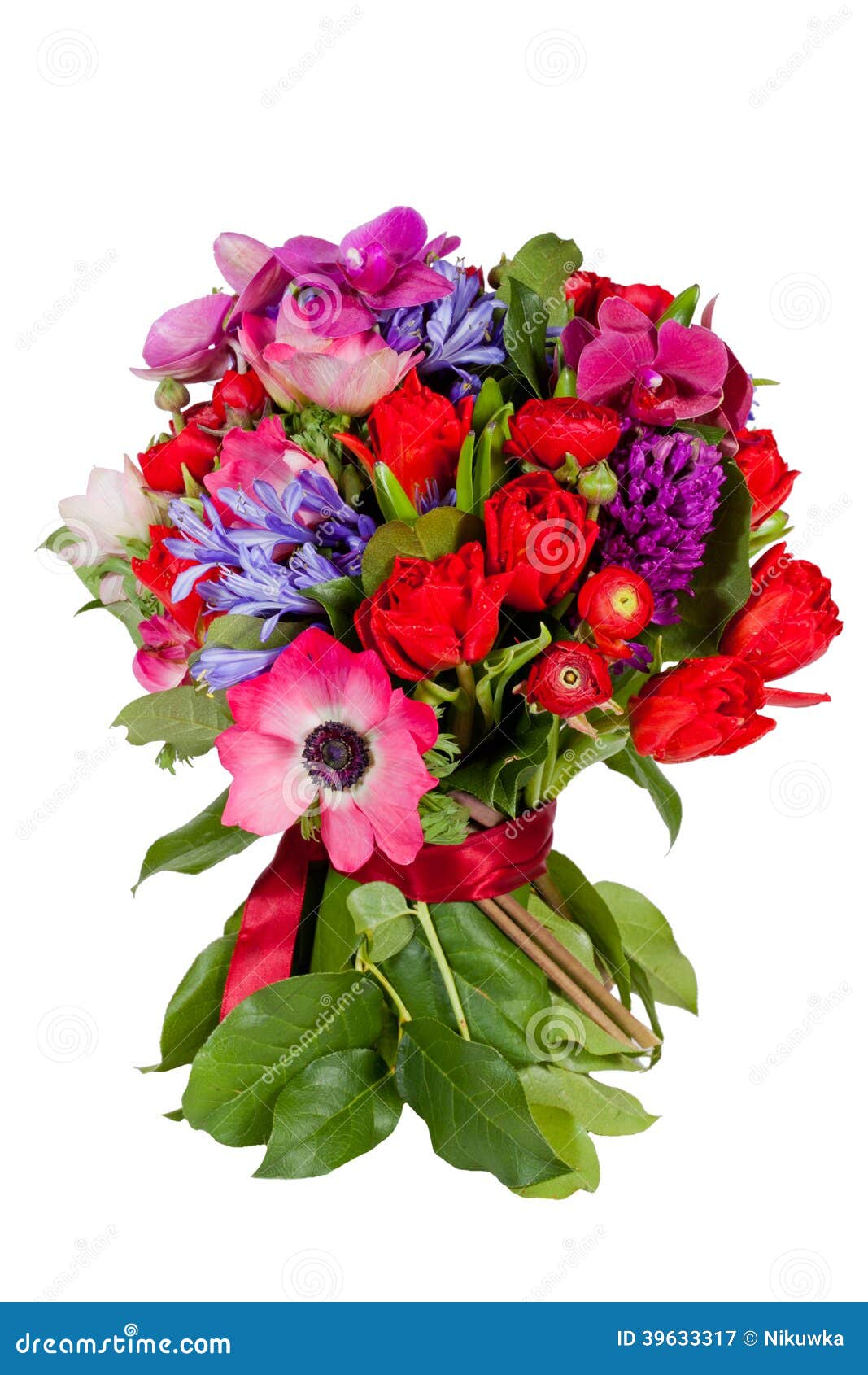 Flowers Isolated on White Background Stock Image - Image of decoration ...