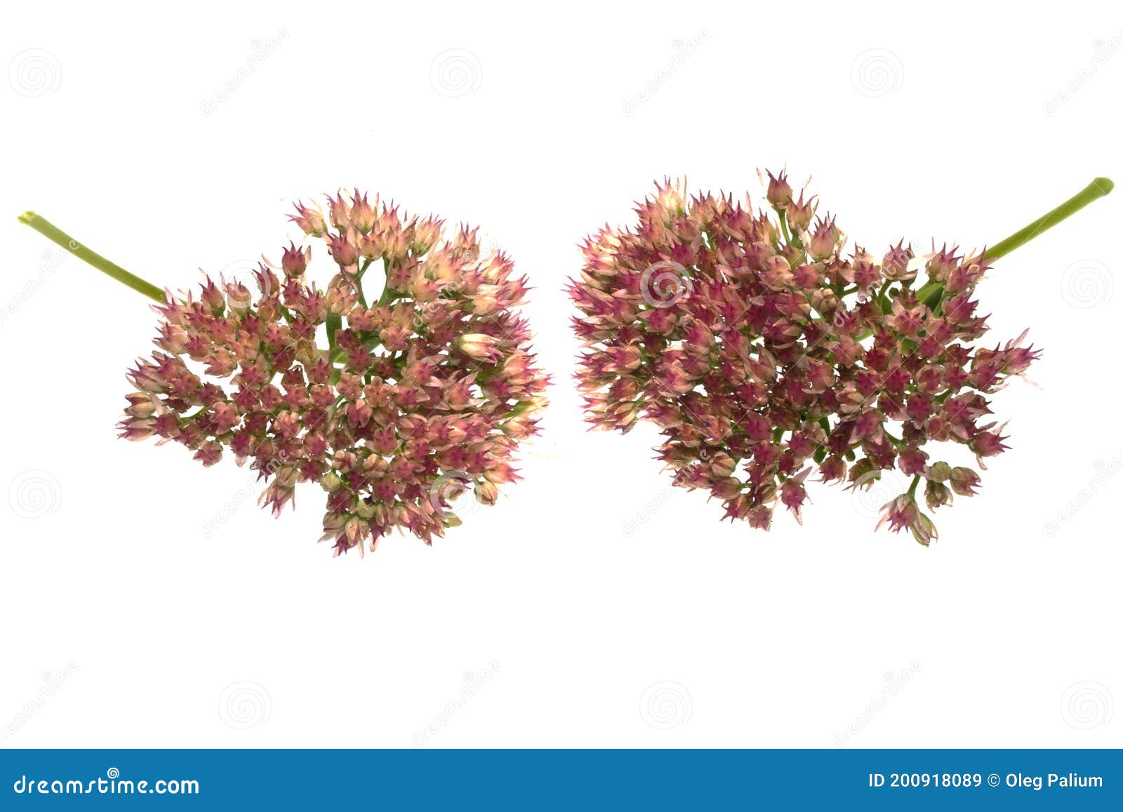 Flowers Isolated on White Background Stock Image - Image of garden ...