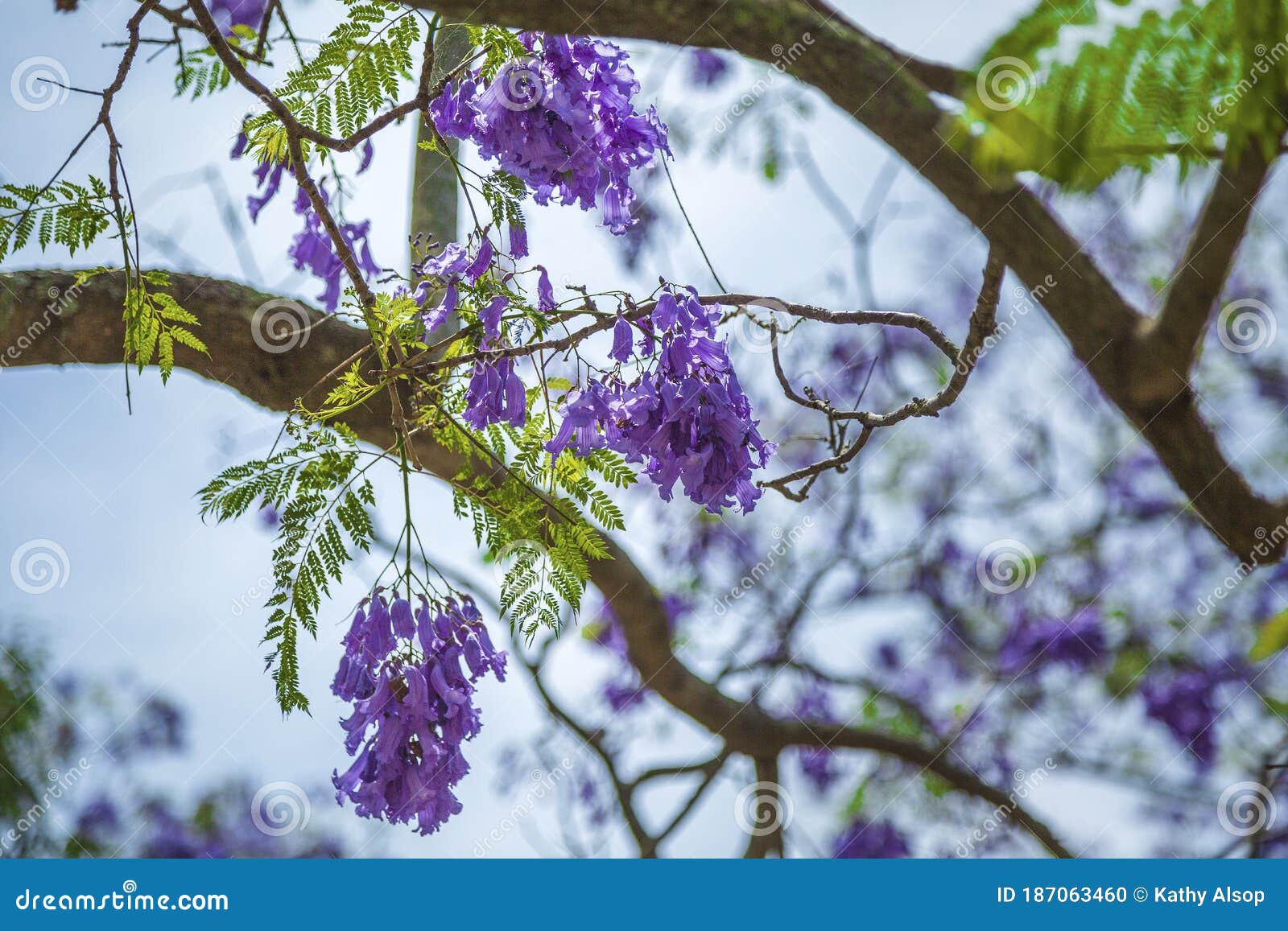 Purple Flowers of the Jacaranda Tree Stock Photo - Image of blooms ...