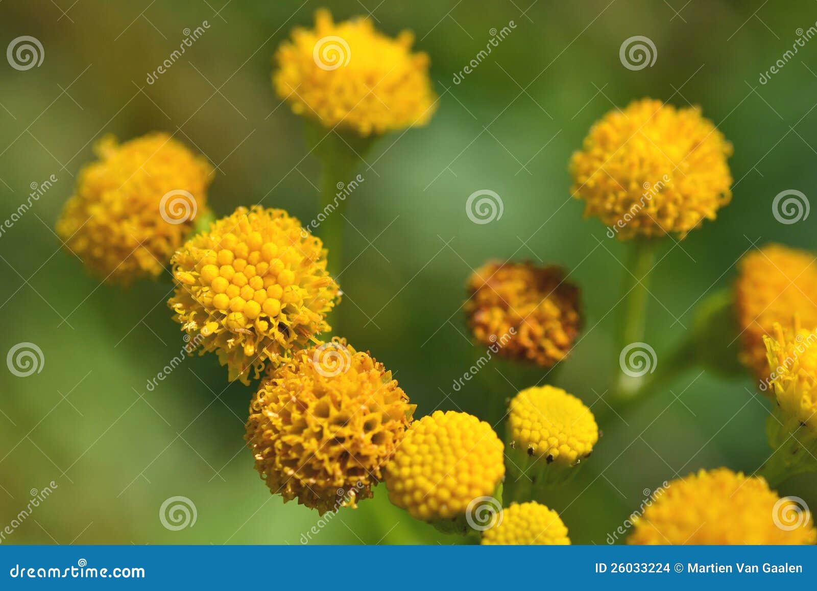 Flowers of Jacobaea Vulgaris. Stock Photo - Image of bloom, botanical ...