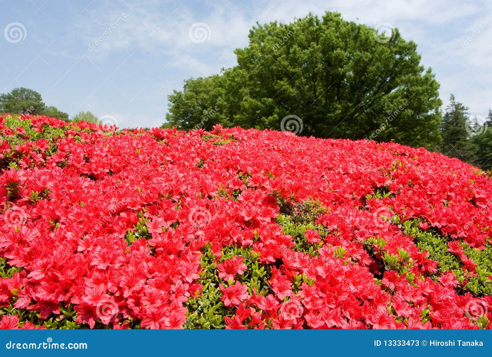 The Flowers of the Japanese Azalea Stock Image - Image of cinnabar ...