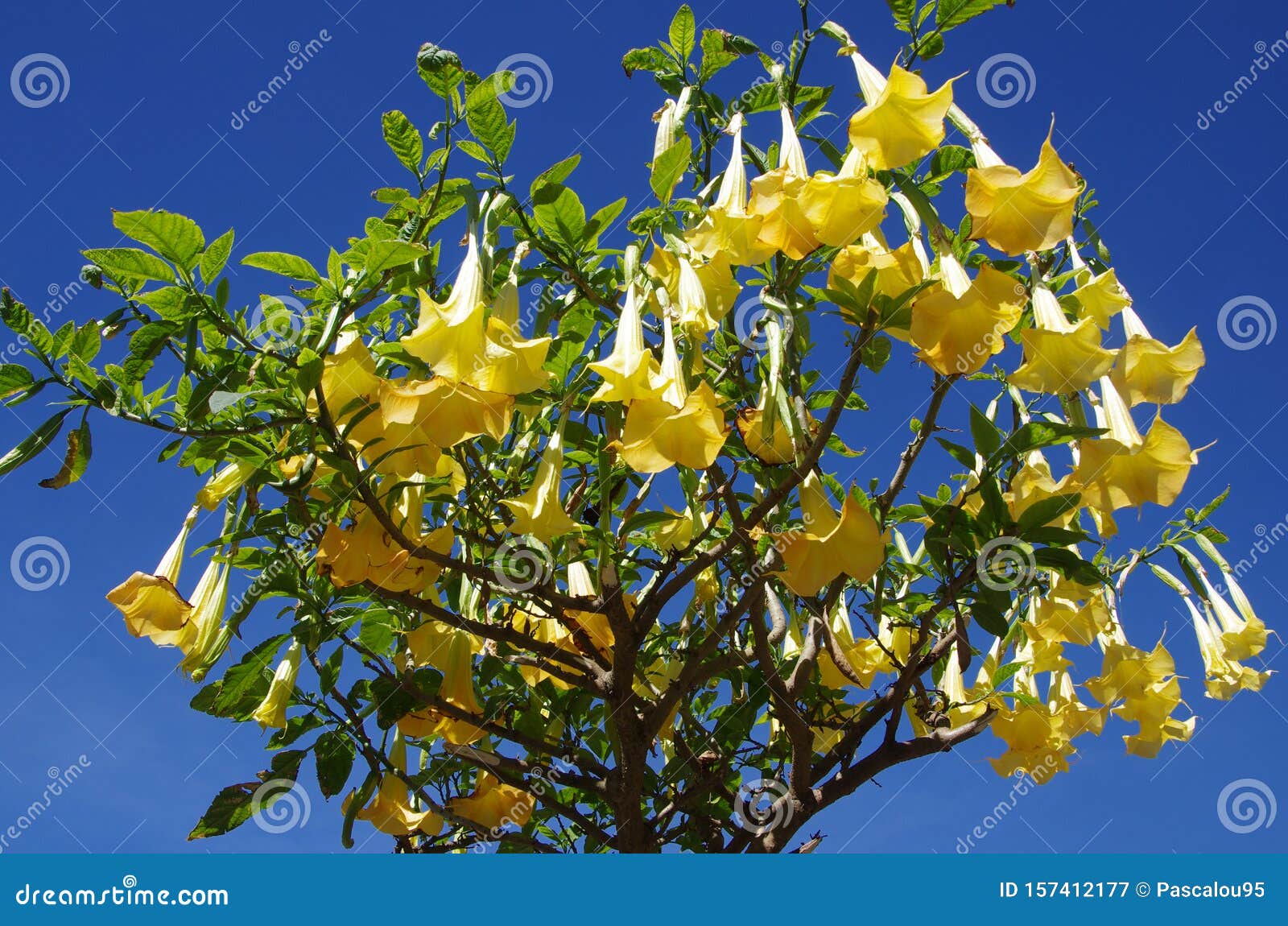 Flowers on the Java Island in Indonesia Stock Image - Image of green ...