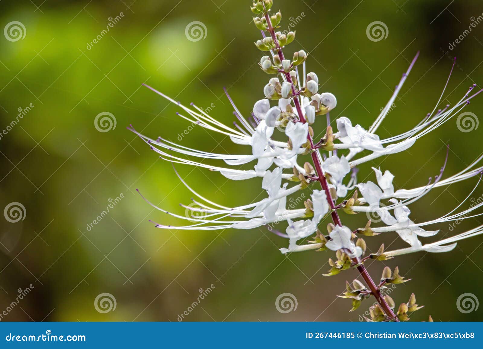 Flowers of a Java Tea, Orthosiphon Aristatus Stock Image - Image of ...