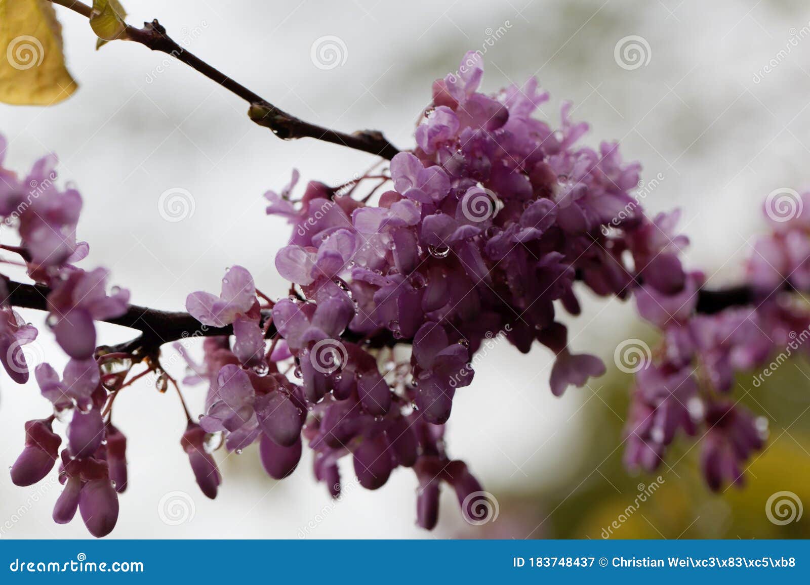 Flowers of a Judas Tree, Cercis Siliquastrum Stock Image - Image of ...