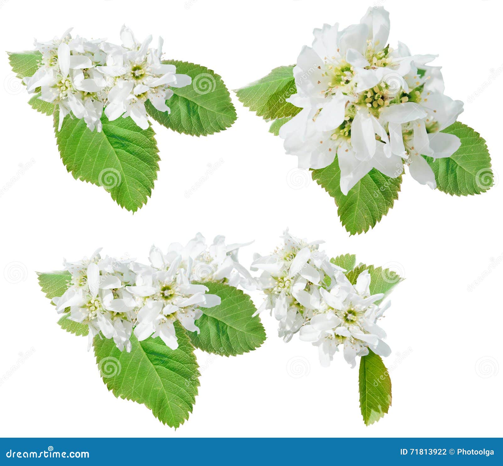 Flowers of juneberry. stock photo. Image of amelanchier - 71813922