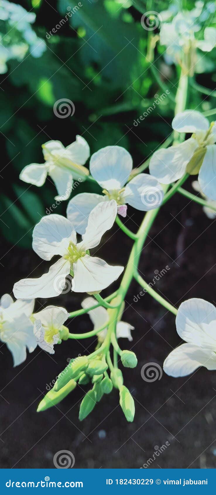 Flowers of the jungle stock image. Image of green, blossom - 182430229