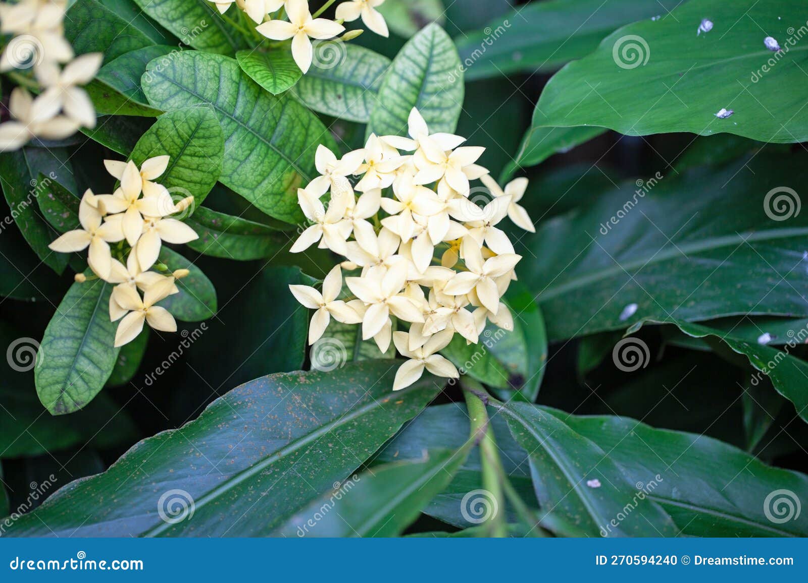 Flowers of a Jungle Geranium, Ixora Coccinea Stock Photo - Image of ...