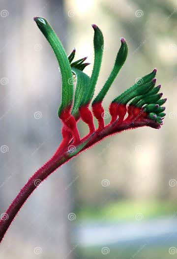 Flowers - Kangaroo Paw stock photo. Image of kangaroo, australian - 205326