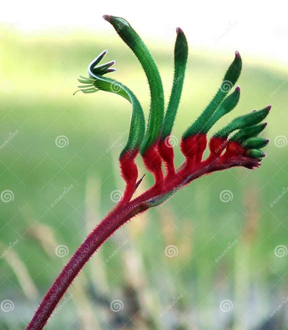 Flowers - Kangaroo Paw stock photo. Image of detail, manglesii - 227692