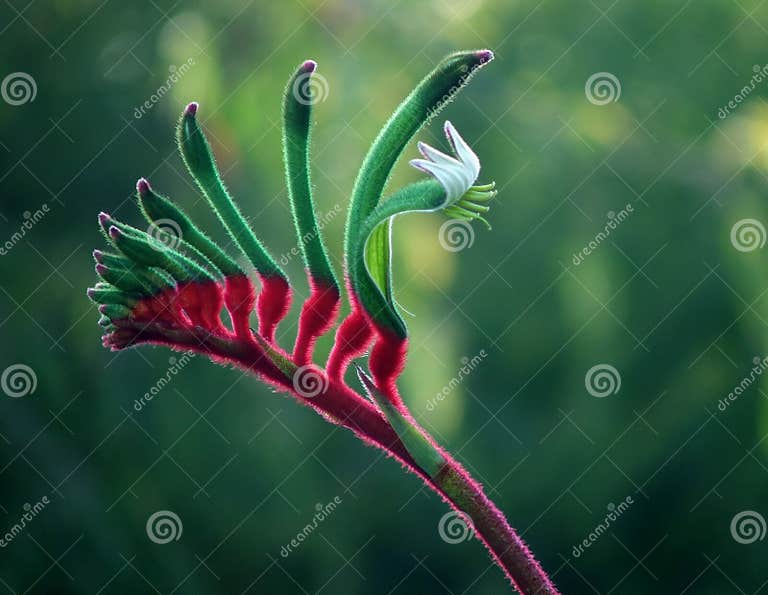 Flowers - Kangaroo Paw stock image. Image of anigozanthas - 231785