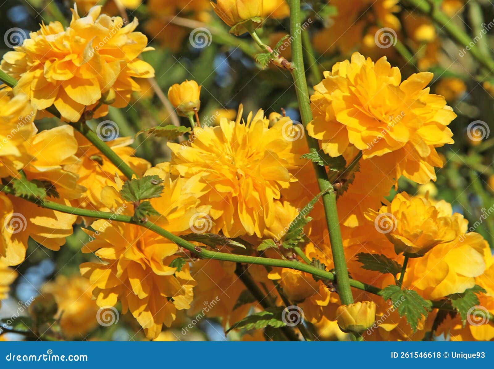 Corete Stock Photos - Free & Royalty-Free Stock Photos from Dreamstime