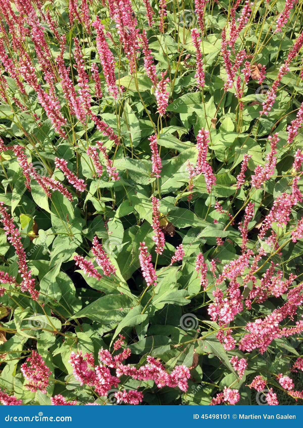 Flowers Knotweed or Polygonaceae. Stock Image - Image of inflorescence ...
