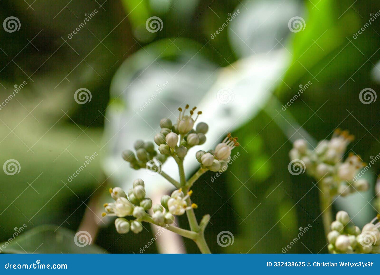 Flowers of a Korean Evodia, Tetradium Daniellii Stock Image - Image of ...
