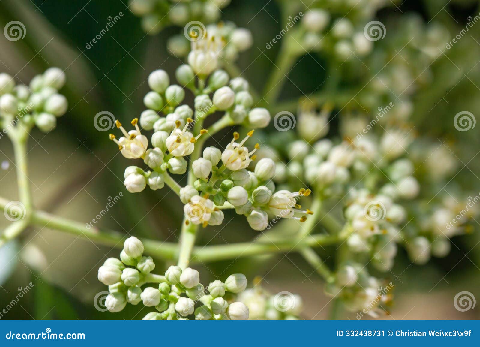 Flowers of a Korean Evodia, Tetradium Daniellii Stock Image - Image of ...