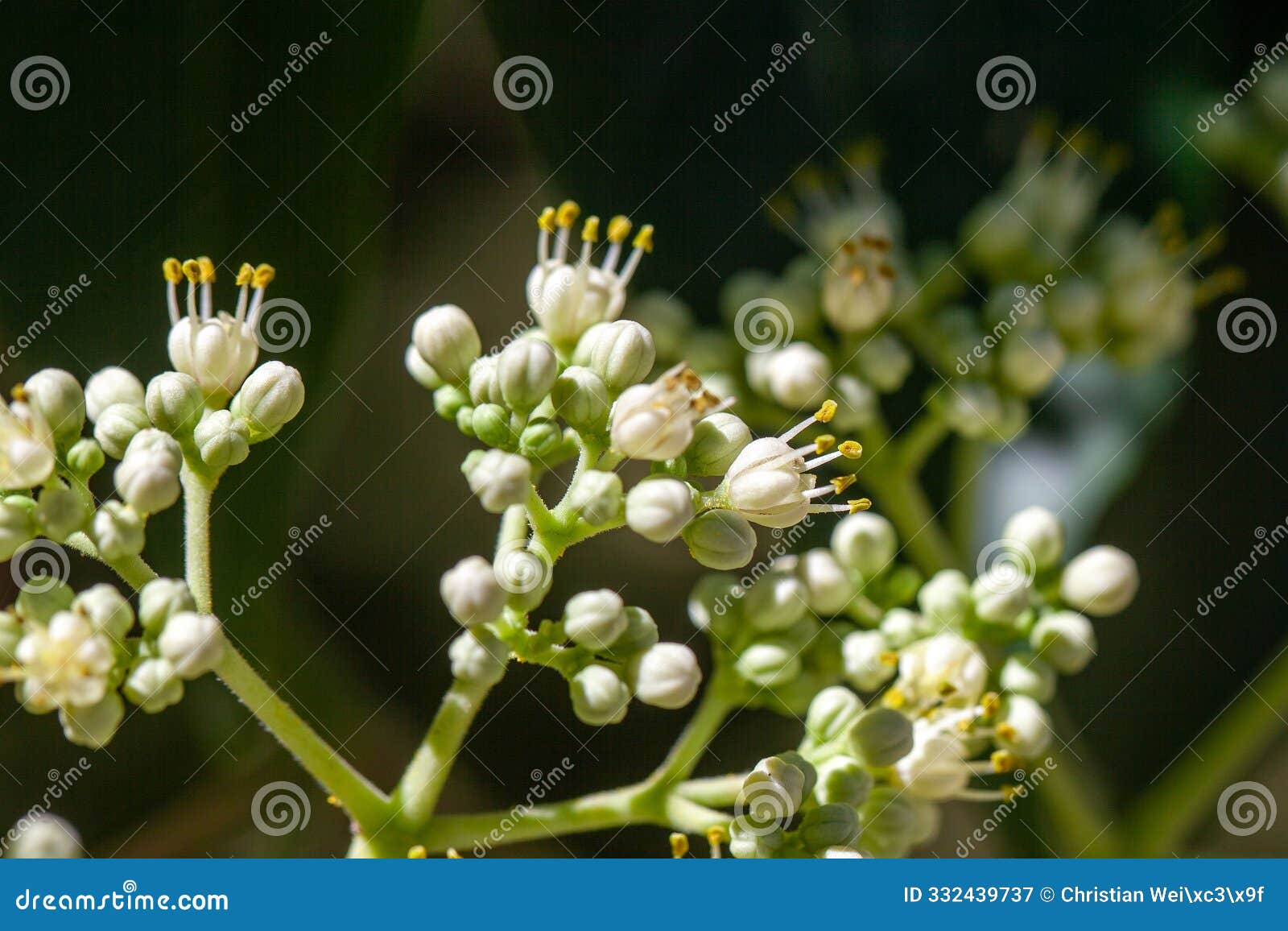 Flowers of a Korean Evodia, Tetradium Daniellii Stock Image - Image of ...