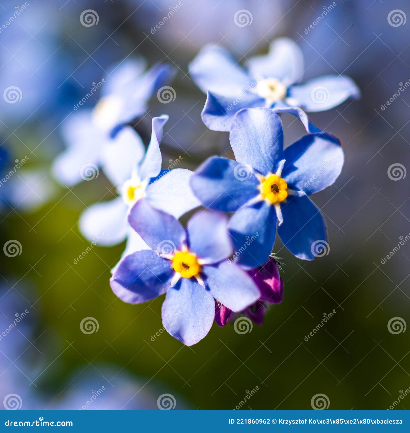 Flowers from the Krakow Botanical Garden Stock Photo - Image of poland ...