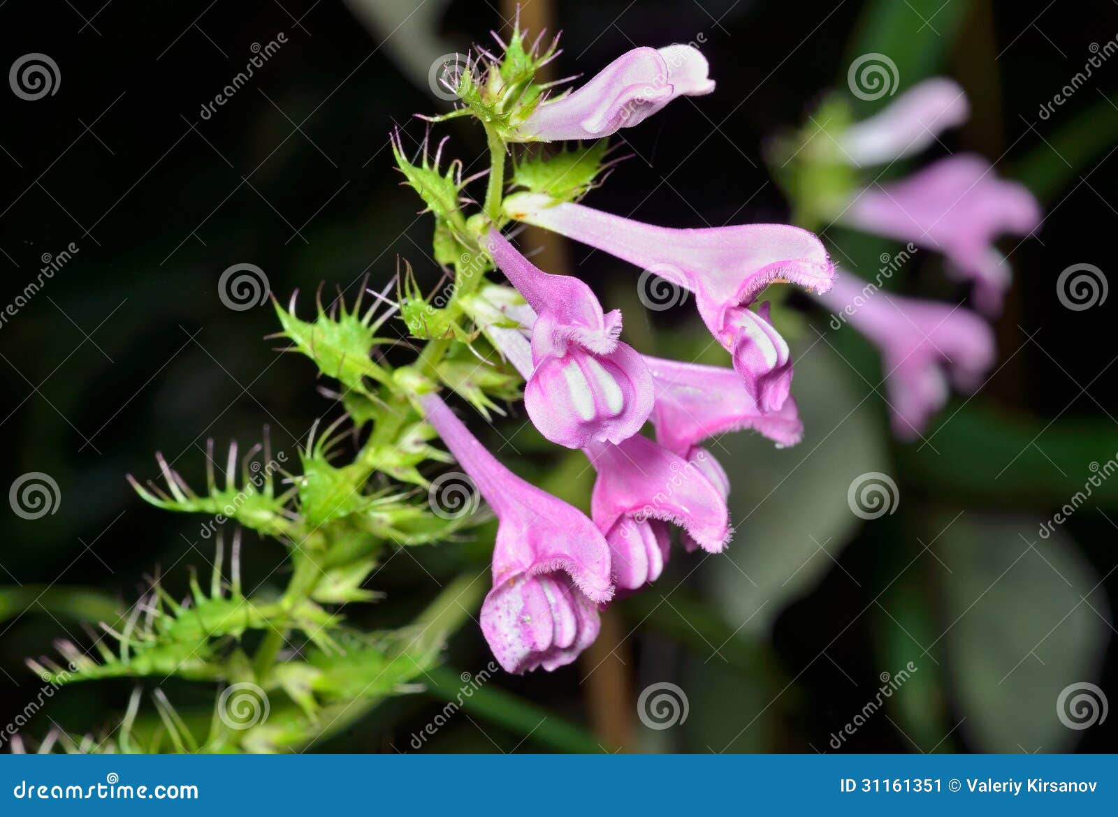 Flowers (Labiate) 1 stock image. Image of labiate, blossoming - 31161351