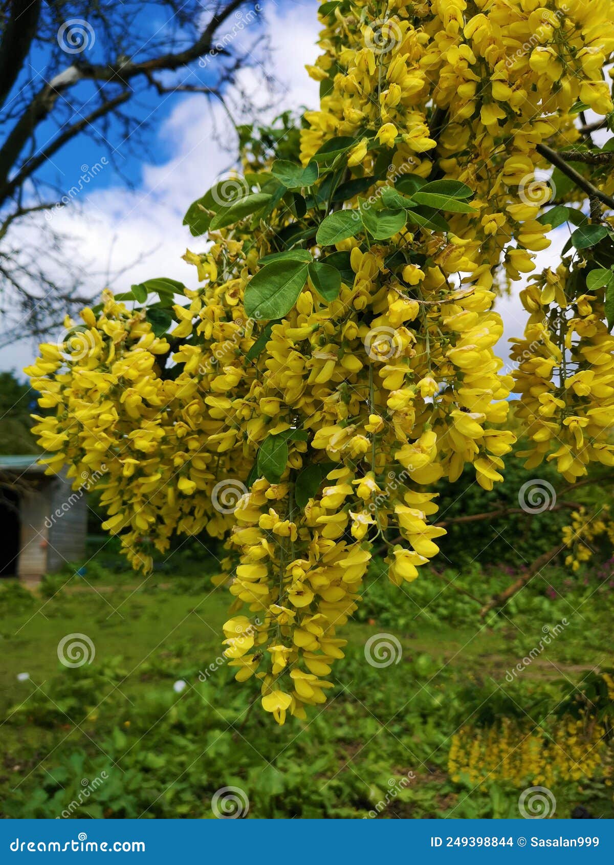 The Flowers of a Laburnum Tree Stock Photo - Image of blossom, natural ...