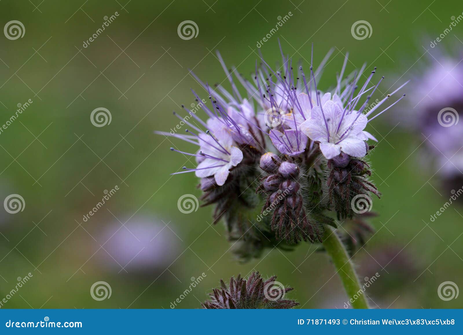 Flowers of the Lacy Phacelia Stock Image - Image of nature, atopy: 71871493