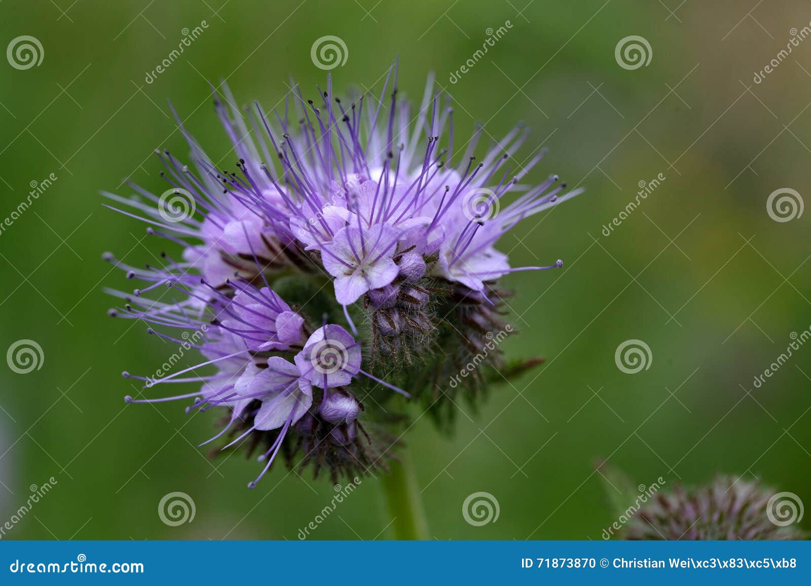 Flowers of the Lacy Phacelia Stock Photo - Image of health, colorful ...