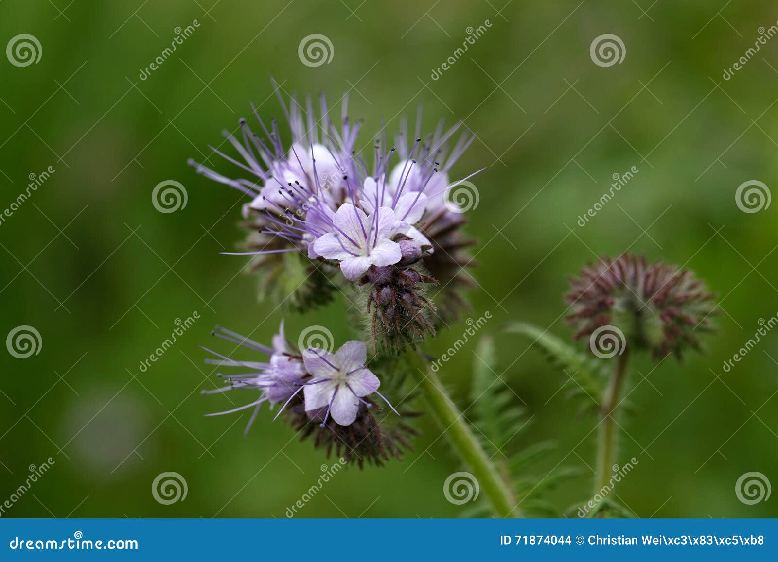 Flowers of the Lacy Phacelia Stock Photo - Image of atopy, bloom: 71874044