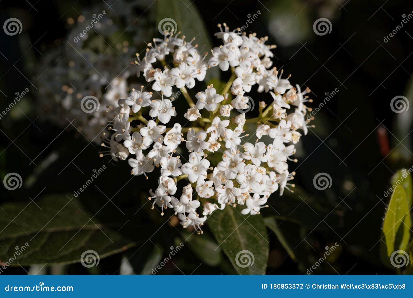 Flowers of a Laurustinus or Laurustine, Viburnum Tinus Stock Photo ...