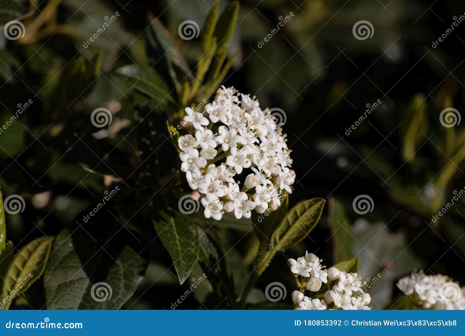 Flowers of a Laurustinus or Laurustine, Viburnum Tinus Stock Photo ...
