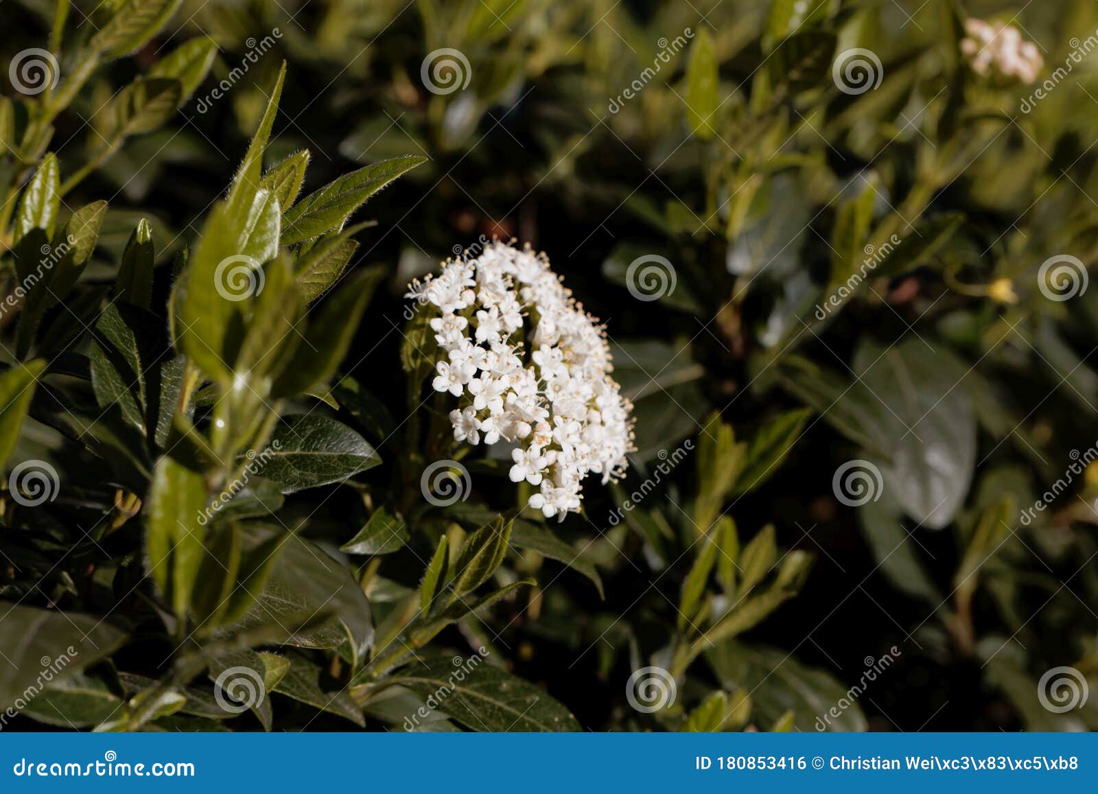 Flowers of a Laurustinus or Laurustine, Viburnum Tinus Stock Photo ...