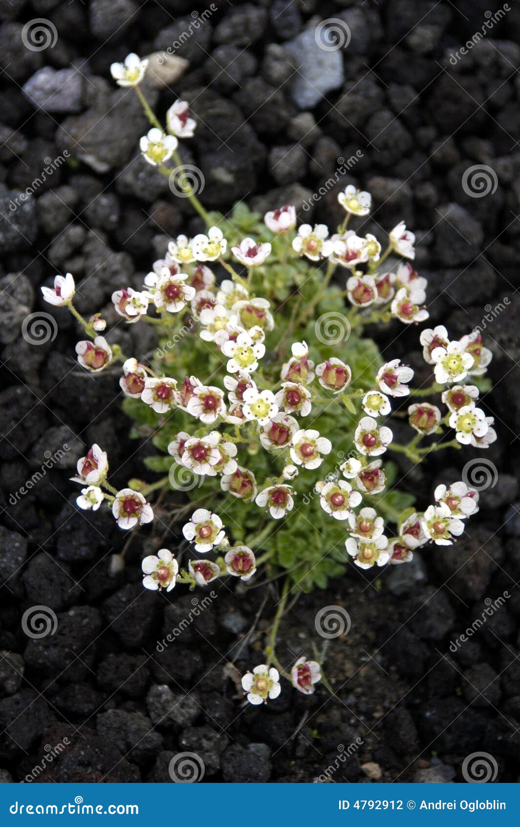 Flowers on a Lava from a Volcano Stock Photo - Image of summer, charm ...