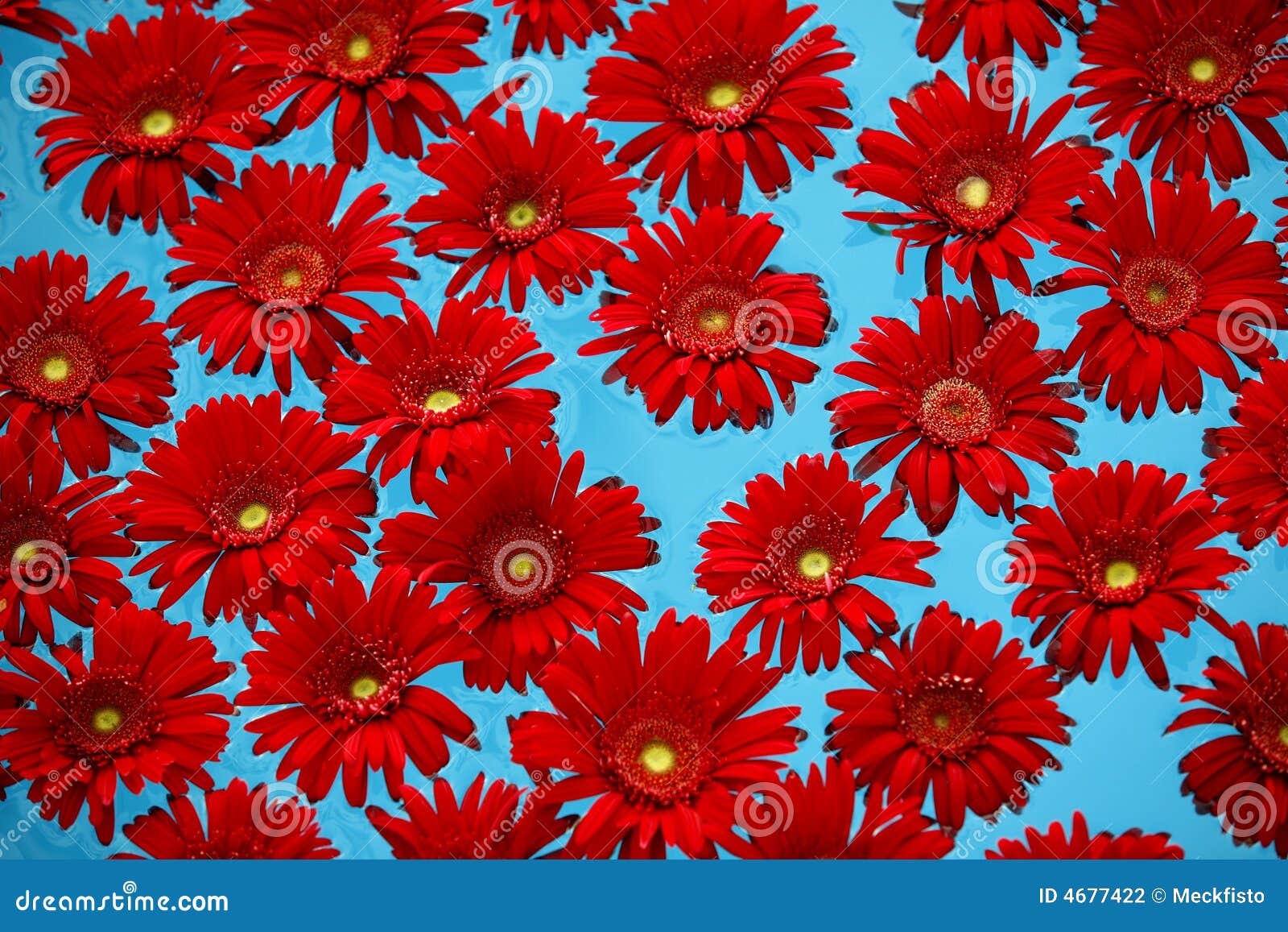 Flowers lay in water stock photo. Image of liquid, bright - 4677422