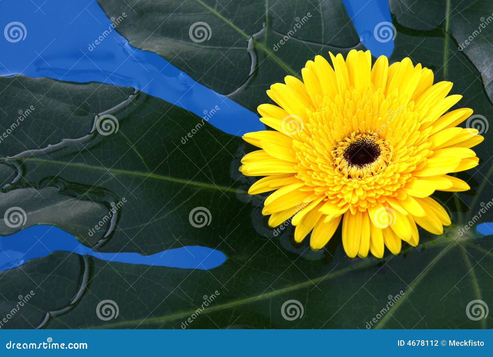Flowers lay in water stock photo. Image of decoration - 4678112